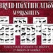 Horse Breed Identification Printable Worksheets, Horse Breeds ...