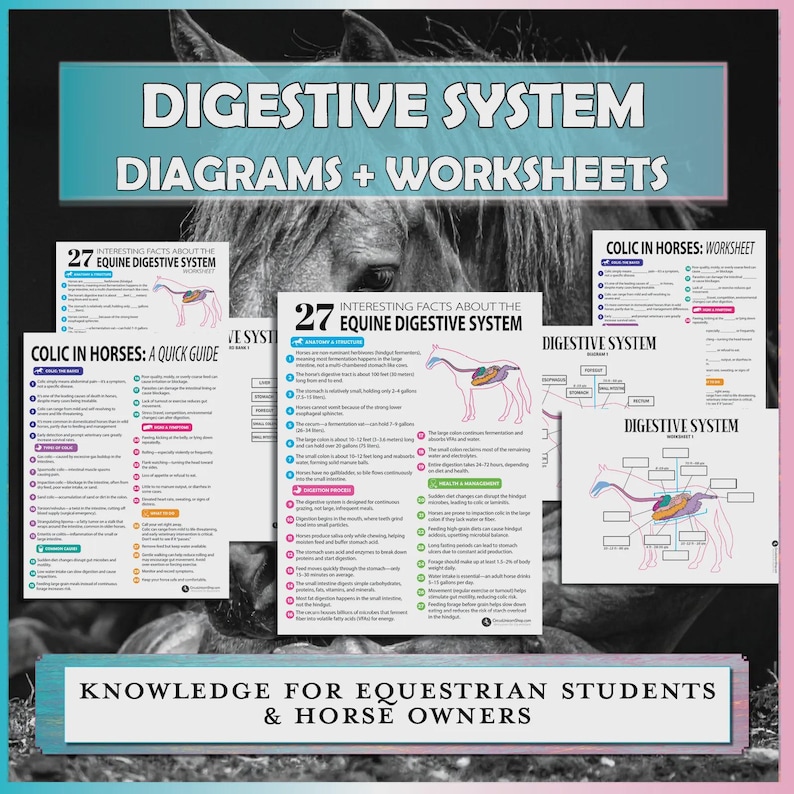 Horse Digestive System Printable Bundle | Diagrams, Colic Knowledge ...