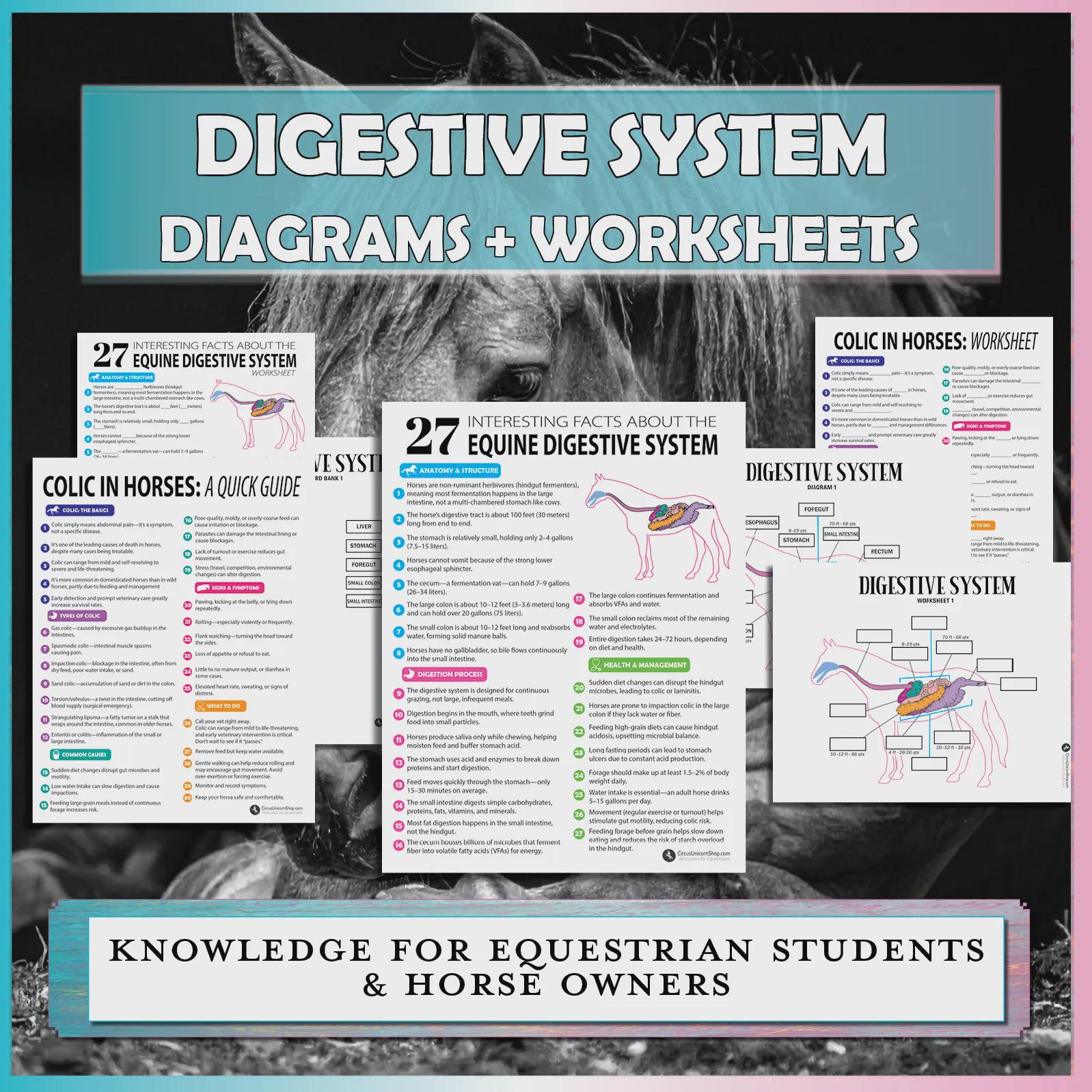 Horse Digestive System Printable Bundle | Diagrams, Colic Knowledge ...