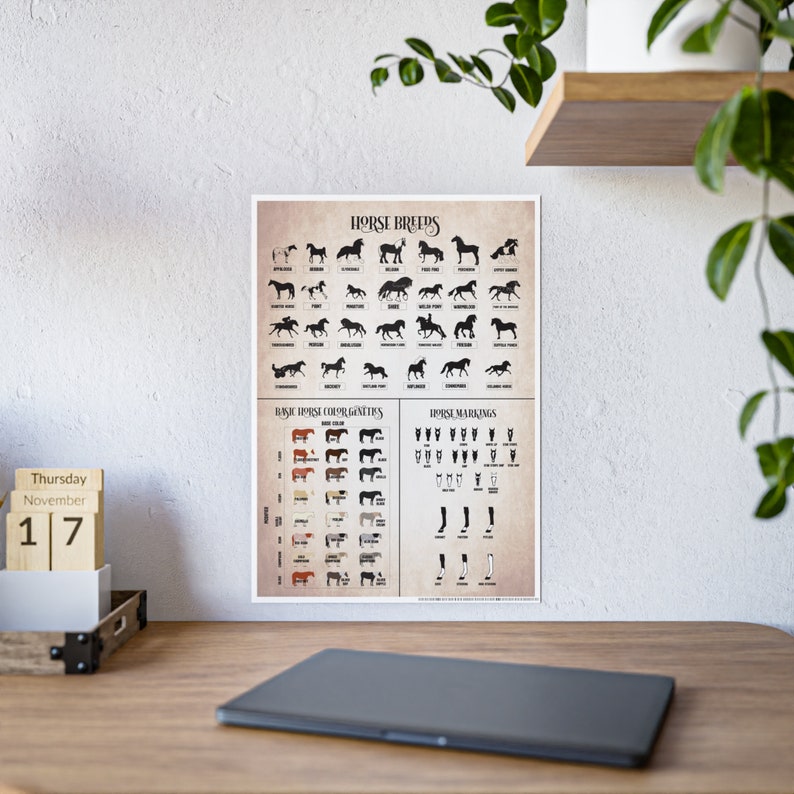 Horse Breeds, Colors, & Markings Poster, Horse Knowledge Equestrian ...