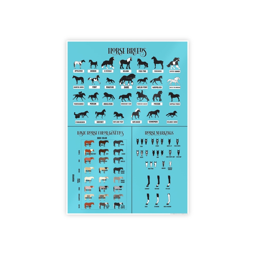 Horse Breeds, Colors, & Markings Poster, Horse Knowledge Equestrian ...