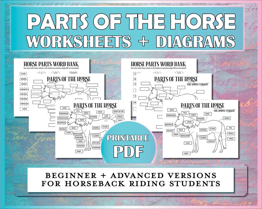 Parts of the Horse Printable Diagram, Equestrian Printable Worksheet ...