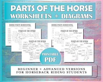 Parts of the Horse Nomenclature Cards - Etsy