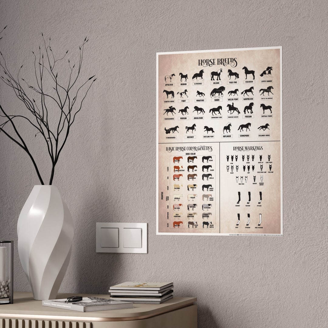 Horse Breeds, Colors, & Markings Poster, Horse Knowledge Equestrian ...