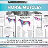 PRINTABLE Horse Grooming Tools Worksheet - Etsy