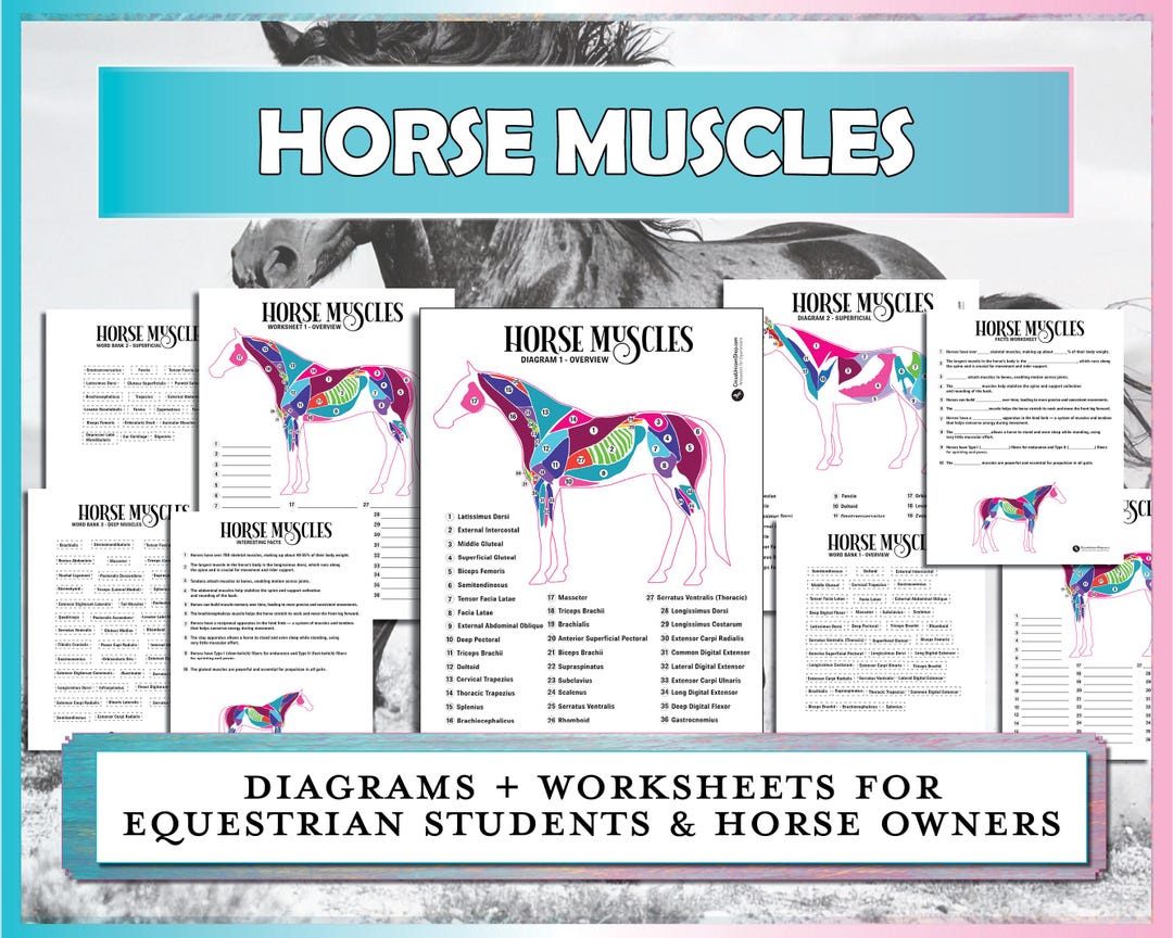Horse Muscle Anatomy Worksheets & Diagrams | Equestrian Learning ...