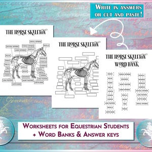 The Equestrian Lesson Mega Collection - Horse Diagrams, Worksheets ...
