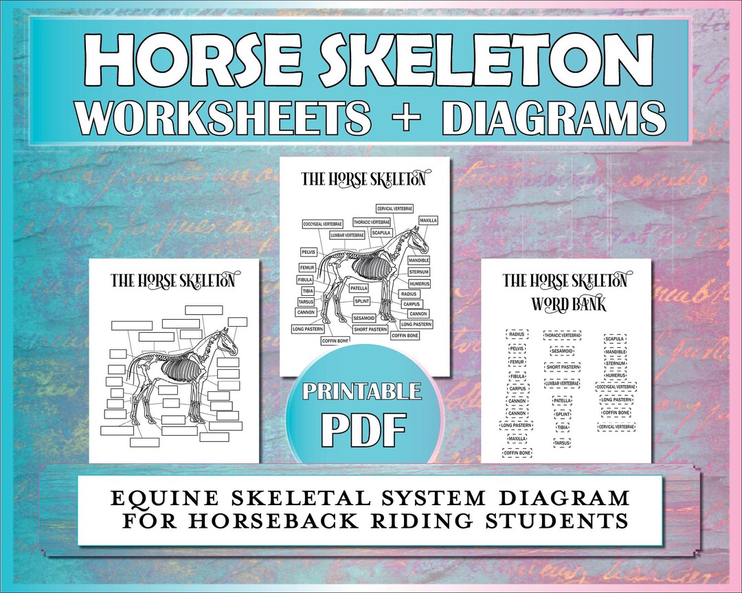 Horse Skeleton Printable Diagram, Equestrian Printable Worksheet for ...