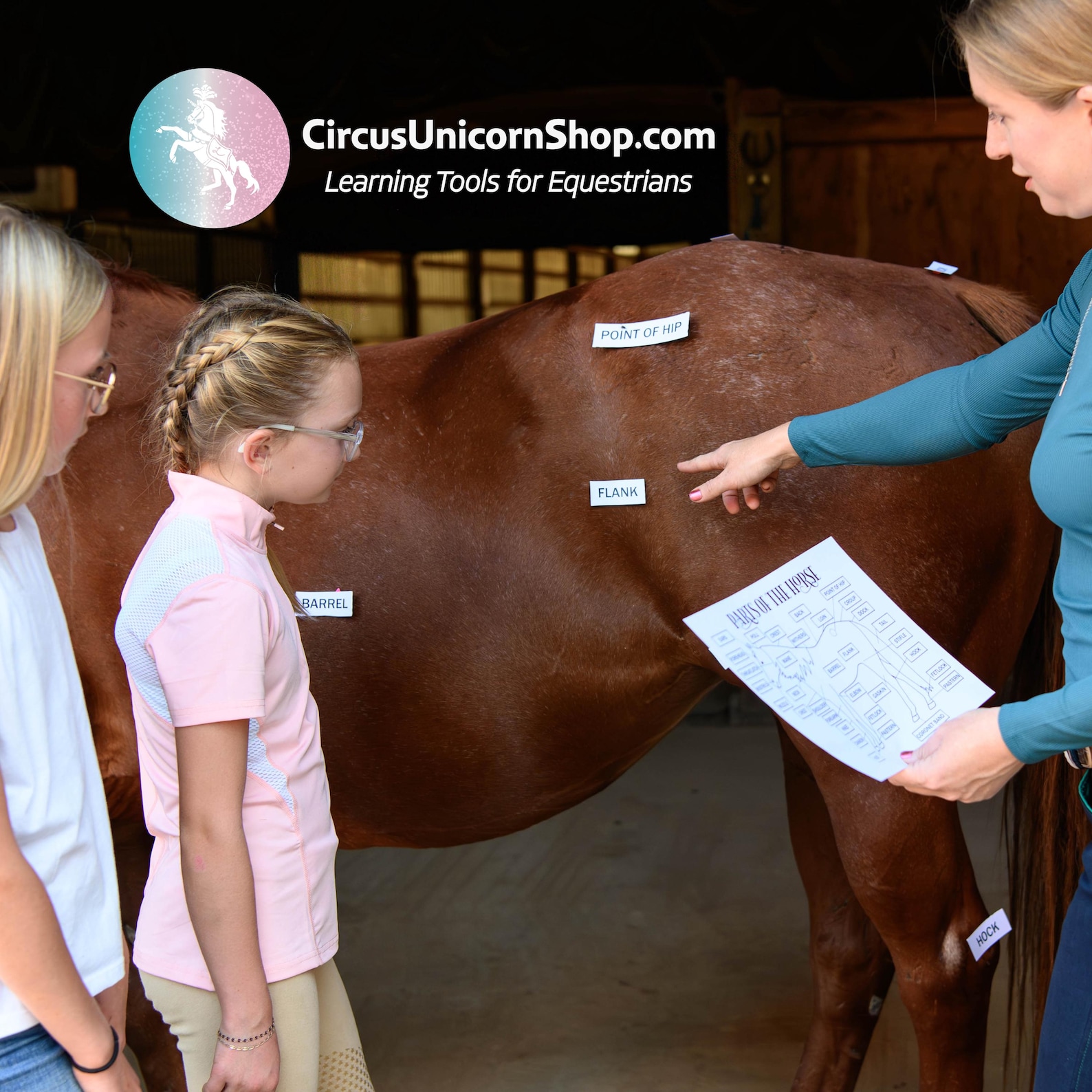 Parts of the Horse Printable Diagram, Equestrian Printable Worksheet ...