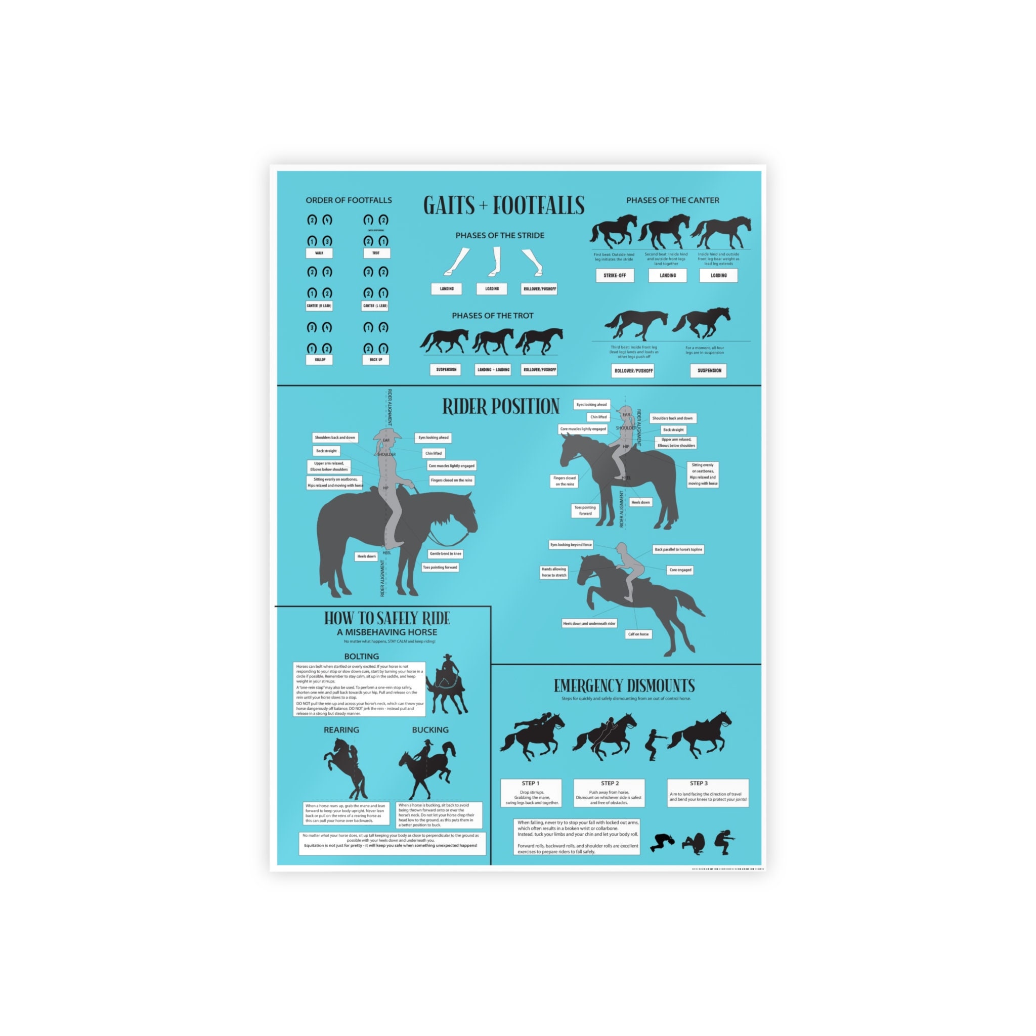 Gaits, Rider Position, & Safety Poster, Horse Knowledge Equestrian ...