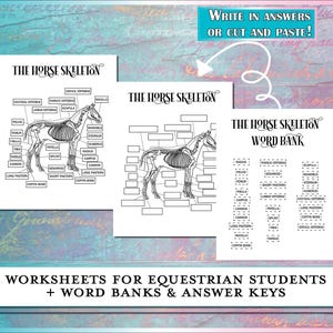 Intermediate Rider Lesson Plan MEGA Bundle - Horseback Riding Exercises ...