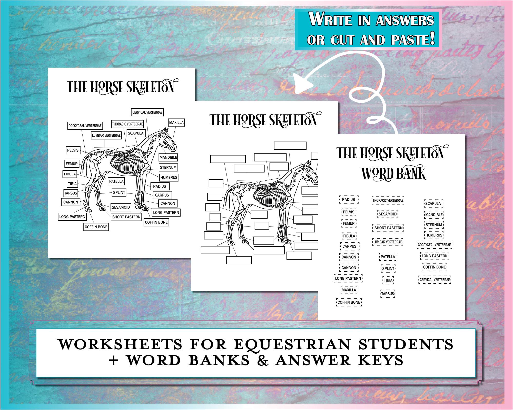 Intermediate Rider Lesson Plan MEGA Bundle - Horseback Riding Exercises ...