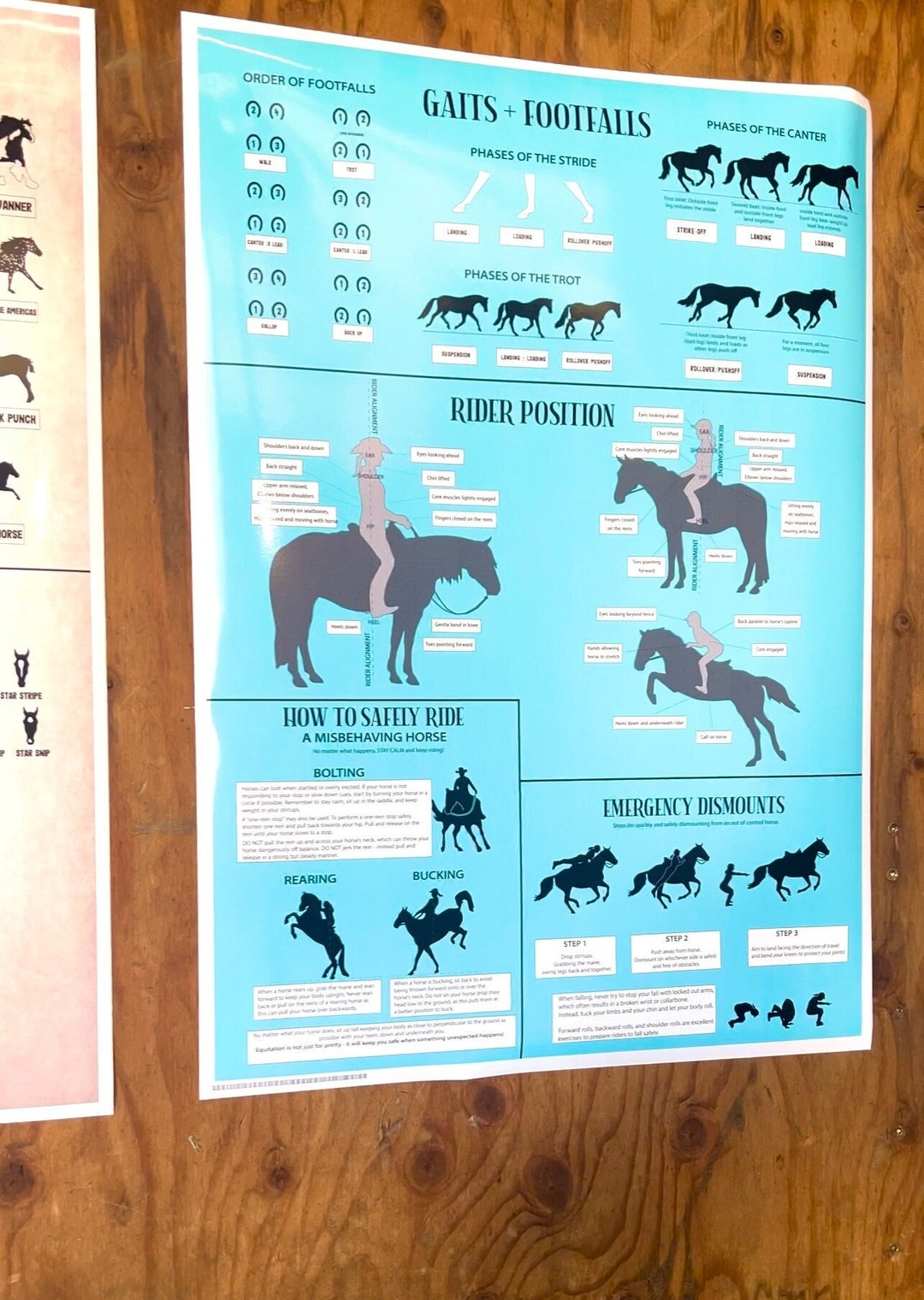 Gaits, Rider Position, & Safety Poster, Horse Knowledge Equestrian ...
