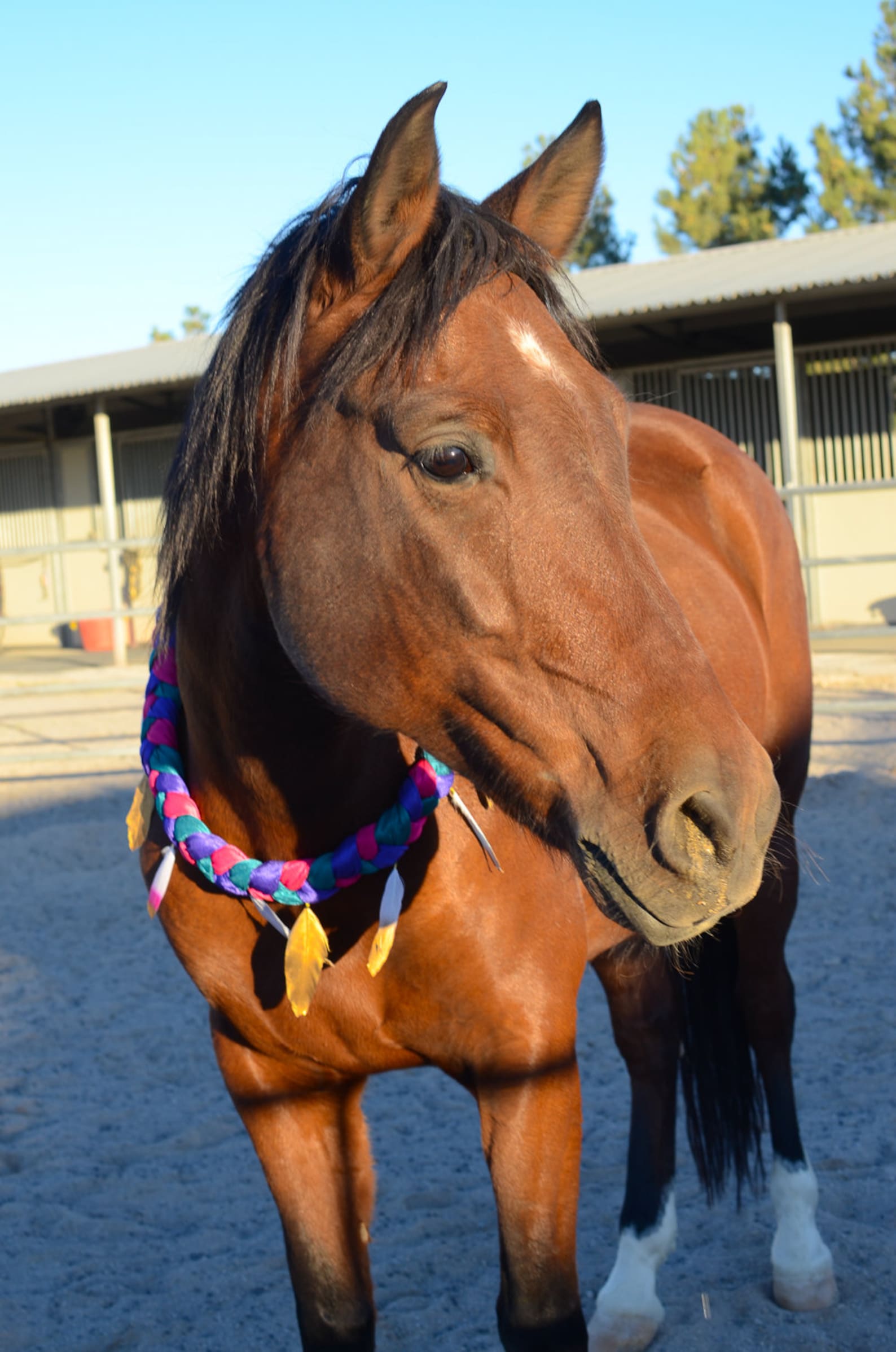 Feather Neck Wreath for Horses and Ponies *custom* - Braided Fabric ...