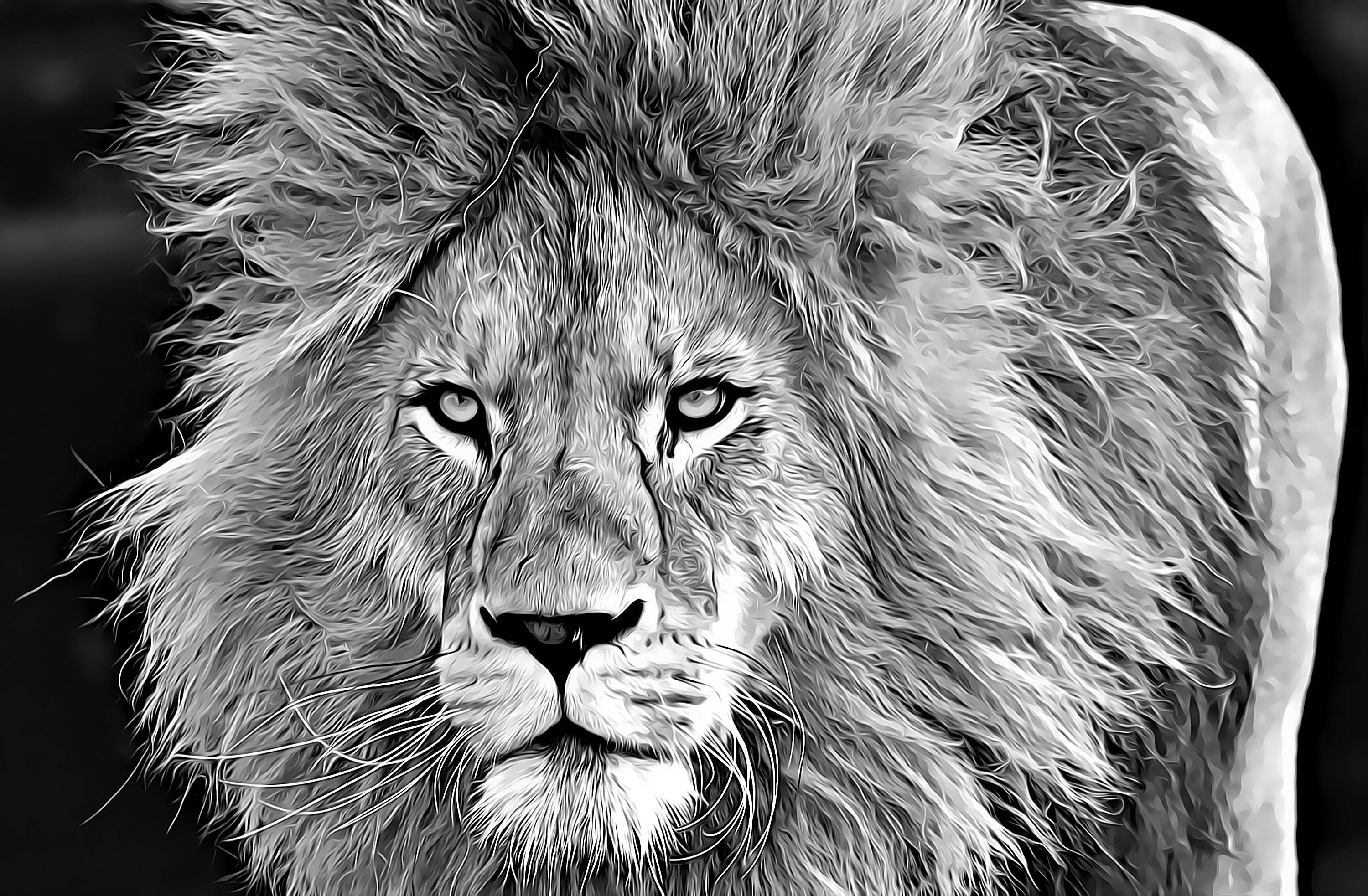 Lion Wall Art Lion Print Animal Wall Decor Black and White Lion Wall ...