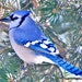 Photograph of Blue Jay, Multiple Sizes to Choose From, Photography Wall ...