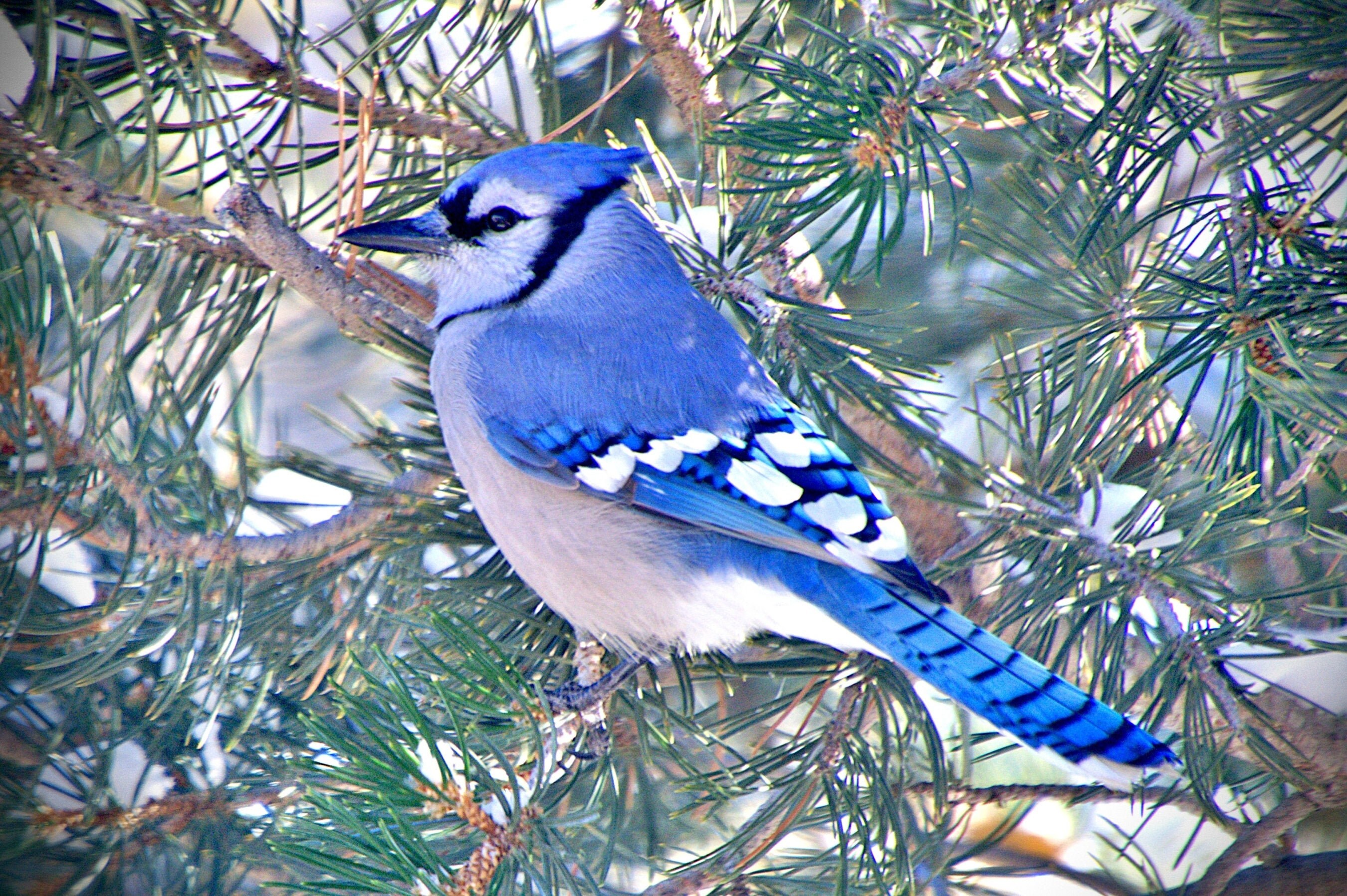 Photograph of Blue Jay, Multiple Sizes to Choose From, Photography Wall ...