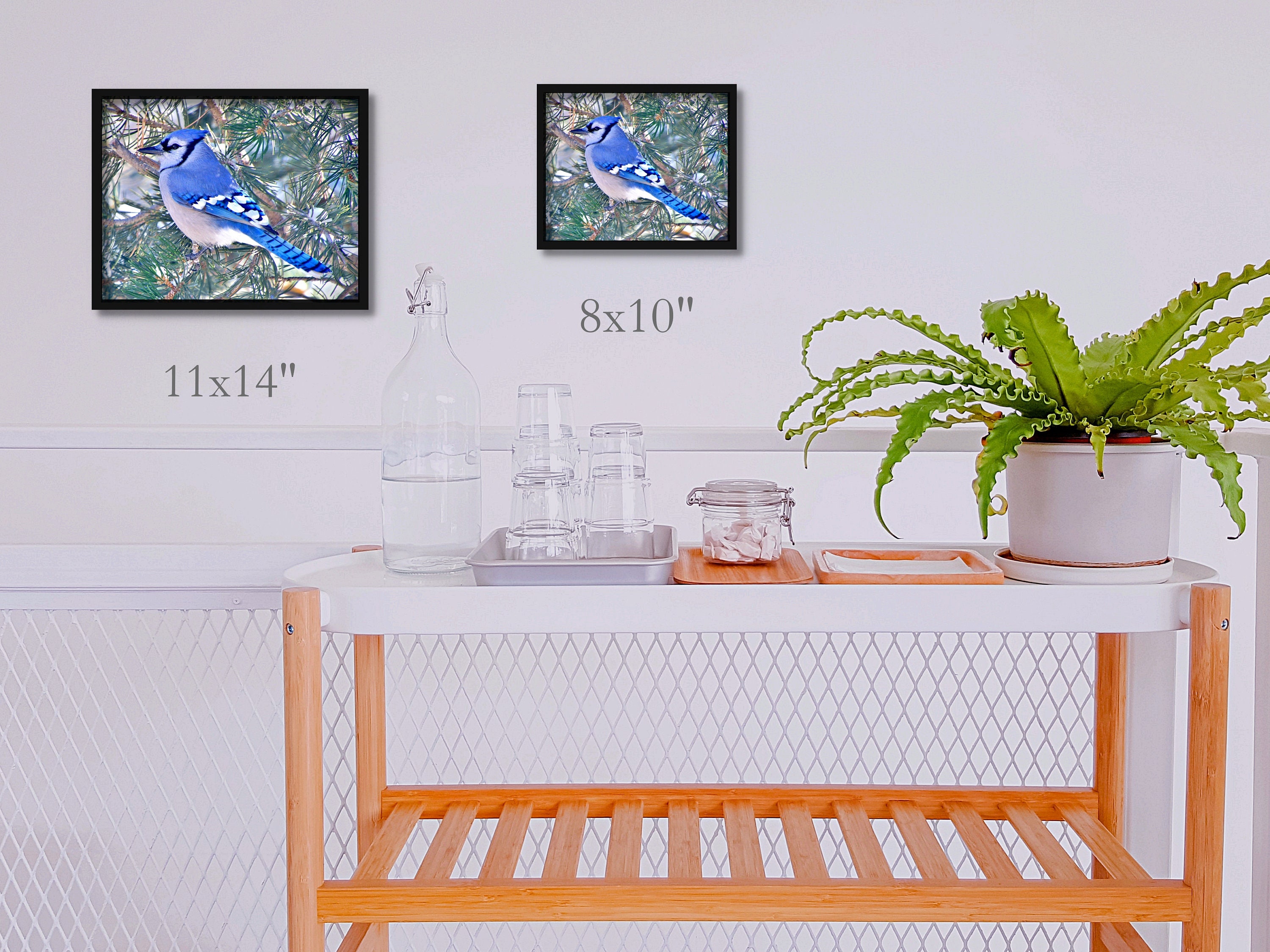 Photograph of Blue Jay, Multiple Sizes to Choose From, Photography Wall ...