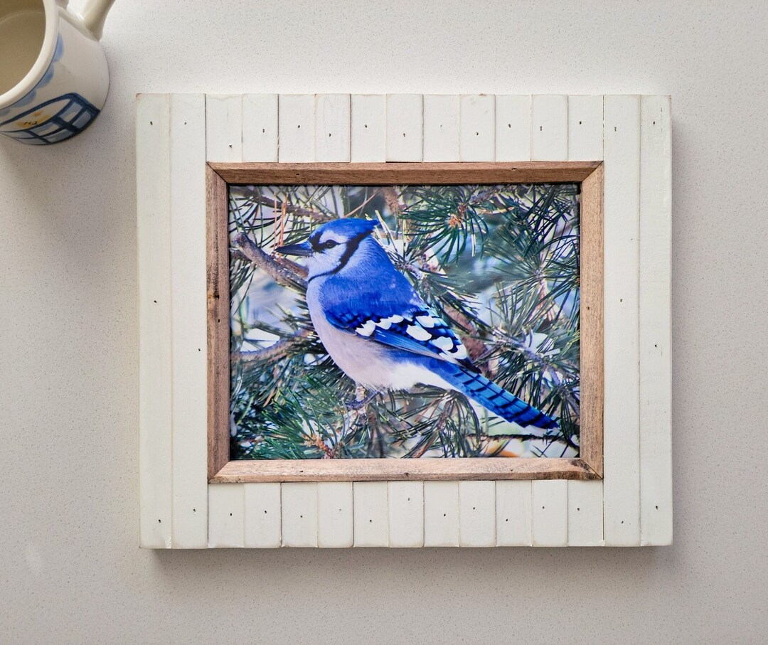 Foto enmarcada de 8x10 de Blue Jay en pino, arte enmarcado, decoración ...