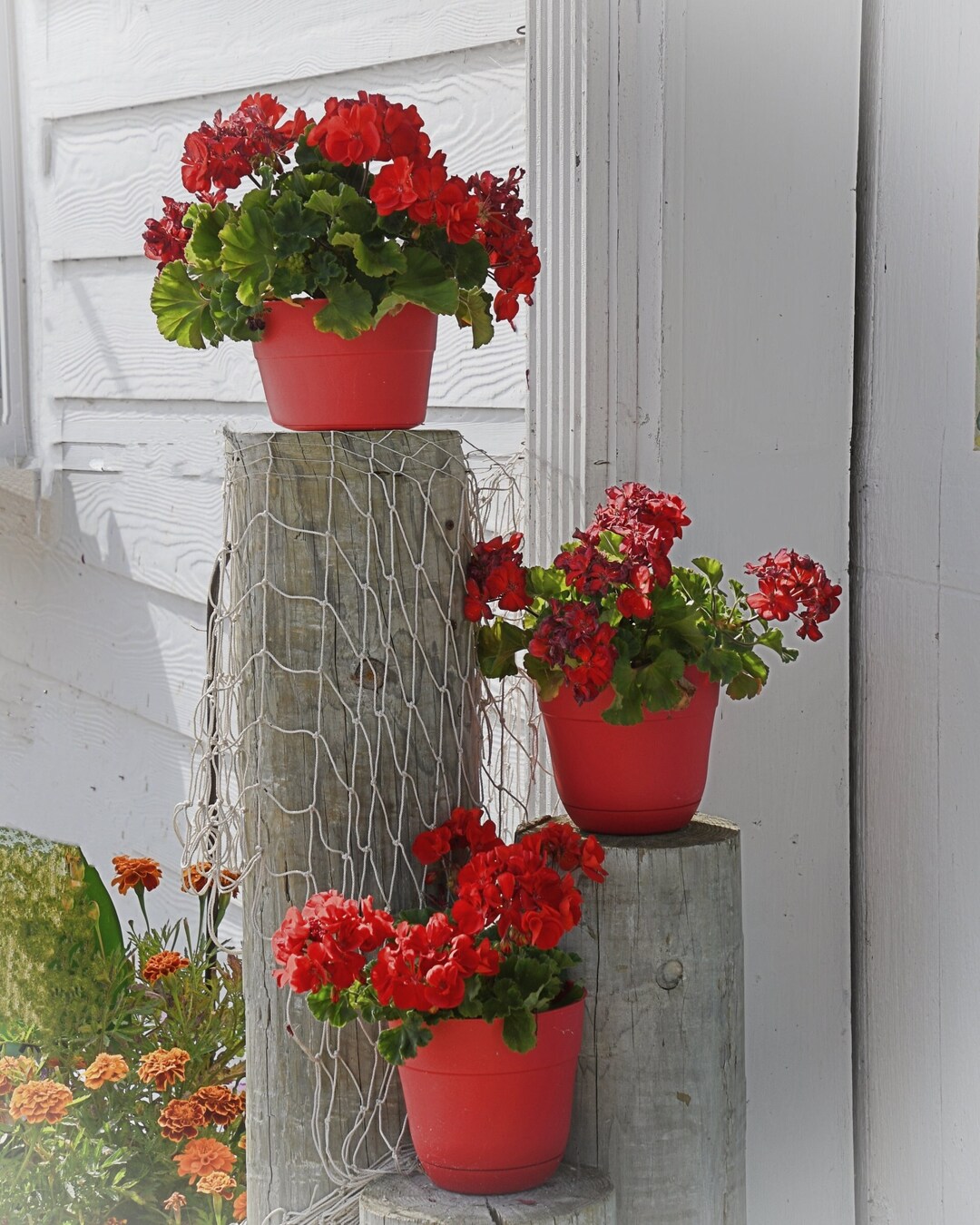 Colorful Pots of Red Geraniums Ahead of Shabby Chic White Wall, Rustic ...