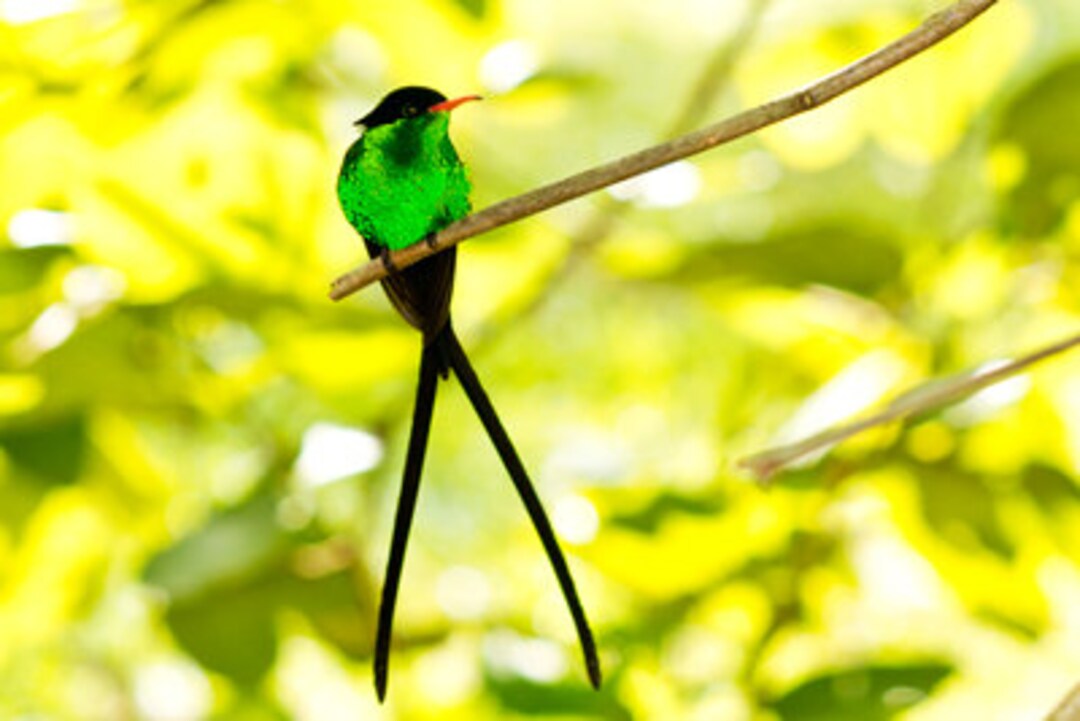 DOCTOR BIRD PERCHED - Hummingbird, Metal, Canvas, Print, Wall Decor ...