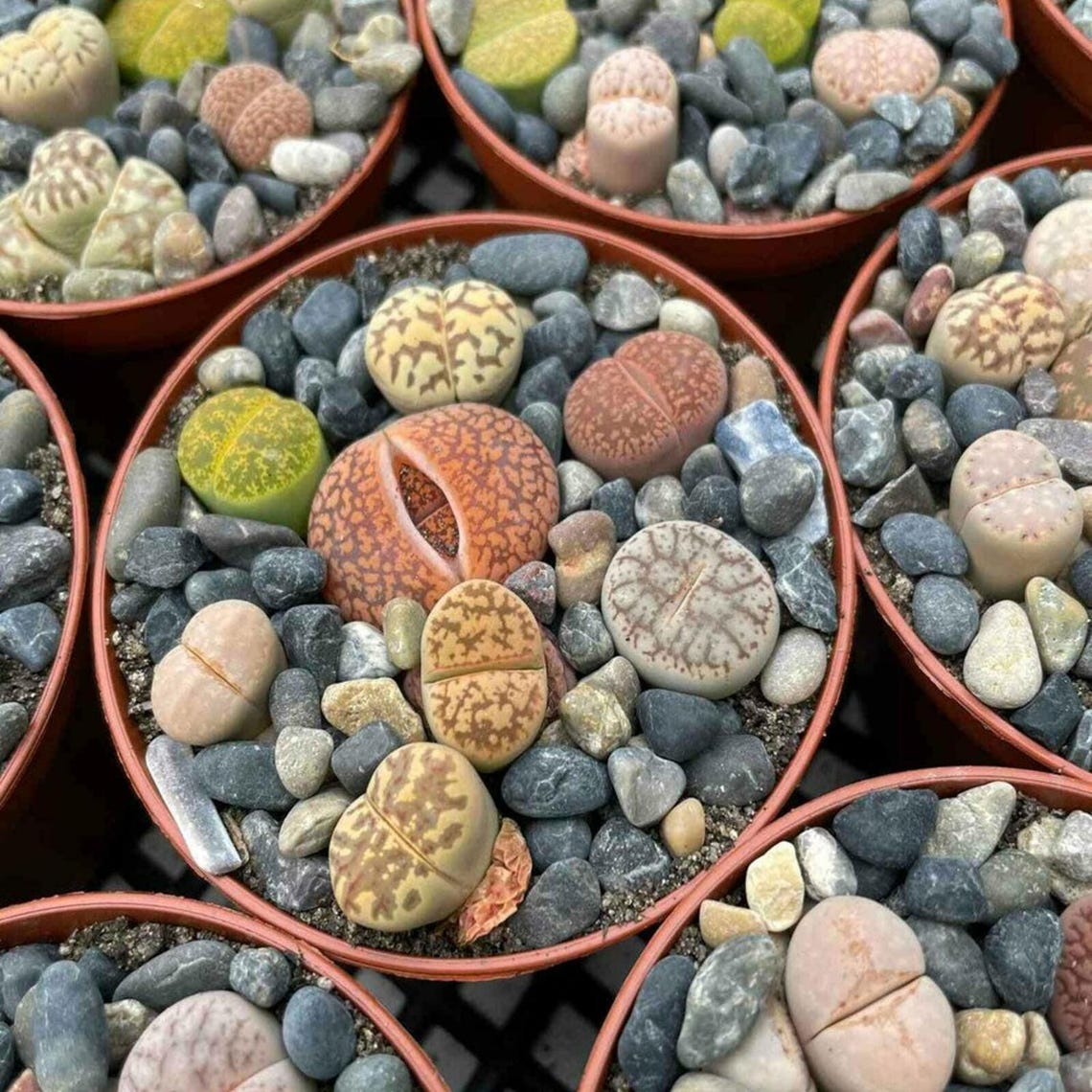 Lithops Living Stone Mixed Succulent Plants in 9cm Pot - Indoor Pebble ...