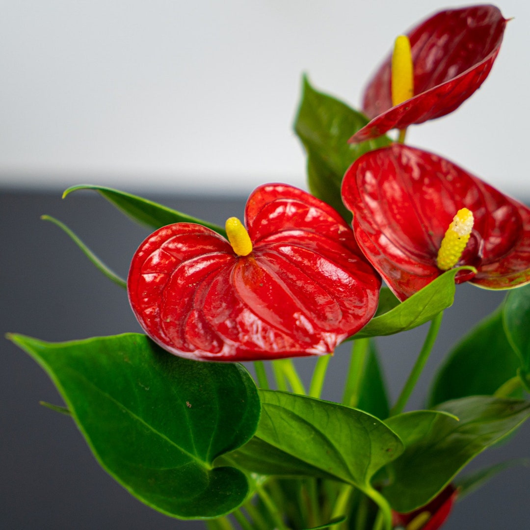 Anthurium Diamond Red - Flamingo Flower Plant in 9cm Pot - Etsy UK