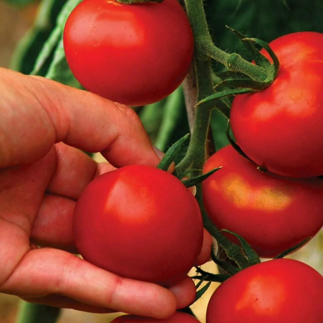6 X Tomato Plants 'shirley F1'- Growing Plants in 9cm Pots - Ideal for ...