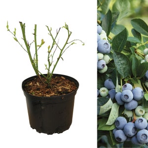 Blueberry Bush 'titanium' in 1.5L Pot - New Variety - Delicious Large ...