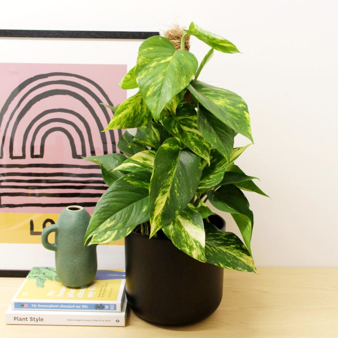 Real Devil's Ivy Pothos Indoor Plant on Moss Pole in 15cm Pot ...