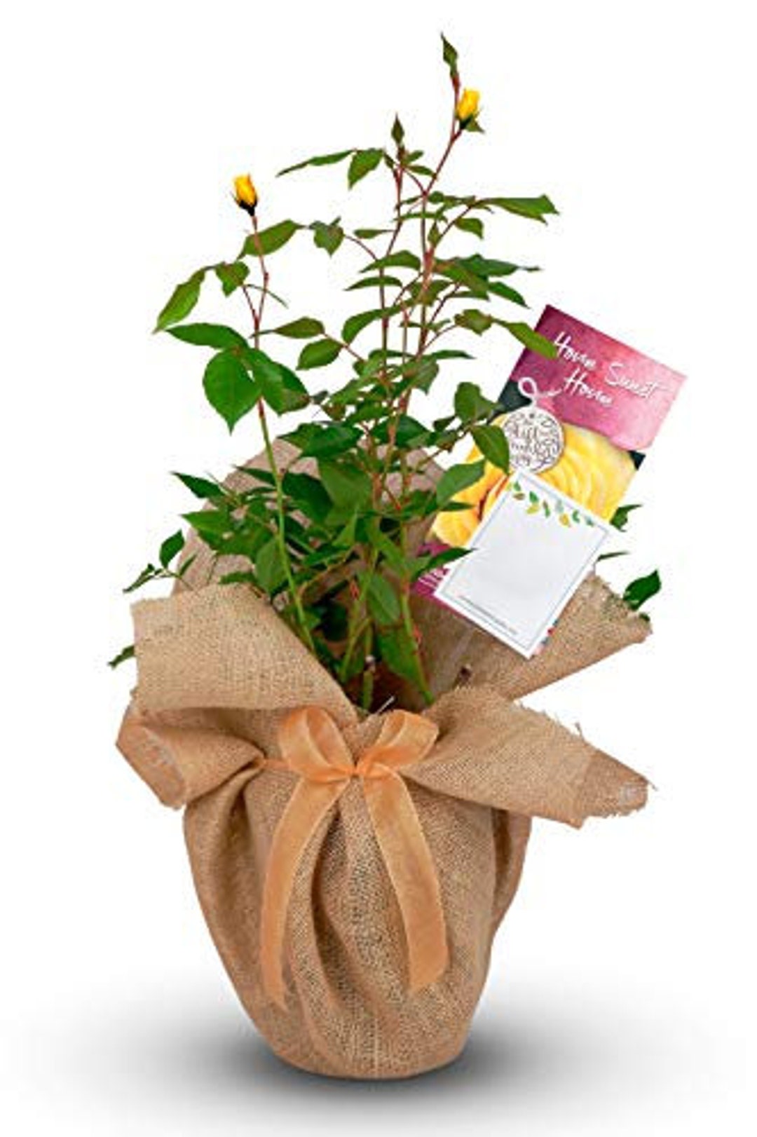 Home Sweet Home Rose Bush - New Home Rose Bush - Living Gift for A New ...