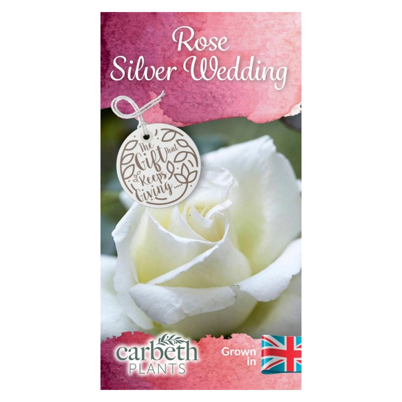 Silver Wedding Anniversary Rose Bush Plant - 25th Wedding Anniversary ...