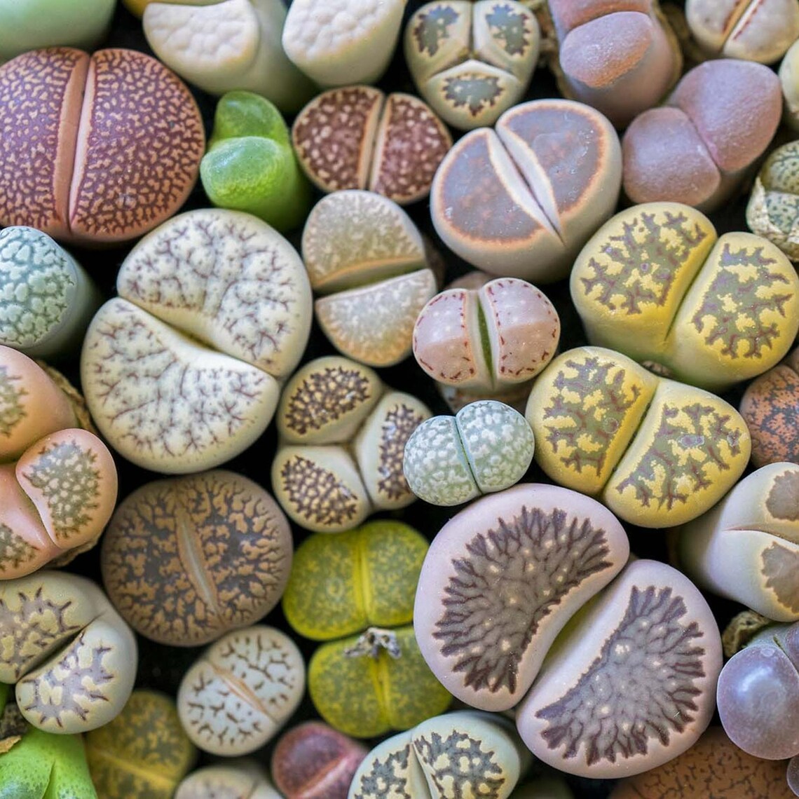 Lithops Living Stone Mixed Succulent Plants in 9cm Pot - Indoor Pebble ...