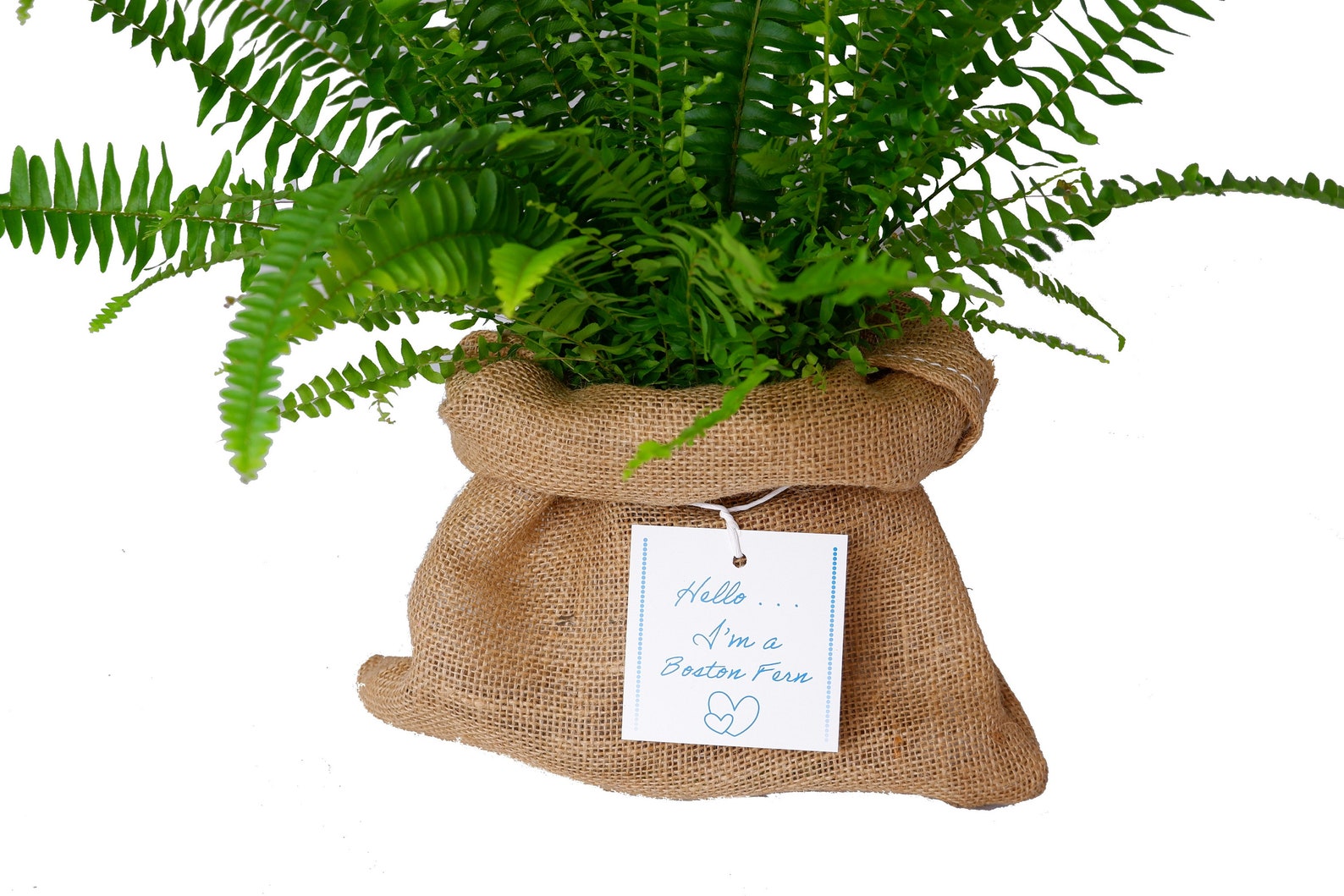 Boston Fern in Hessian Gift Wrap Gift Card Included Plant - Etsy UK