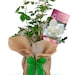 Happy Retirement Rose Bush Gift Wrapped Help A Colleague or Friend ...