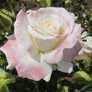 Rose 'fantastic at 60' - Happy Birthday Rose Gift Wrapped With Huge Bow ...