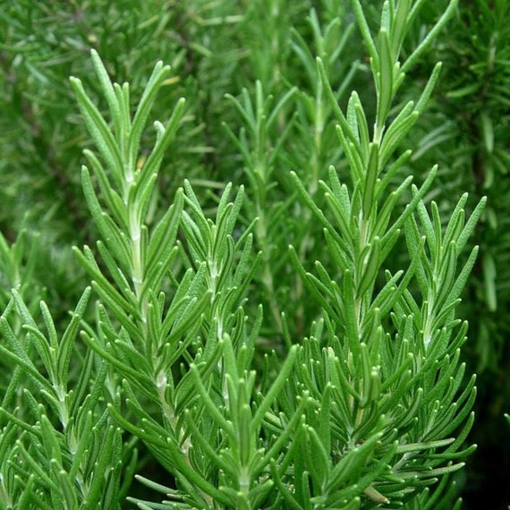 Rosemary Lollipop Tree