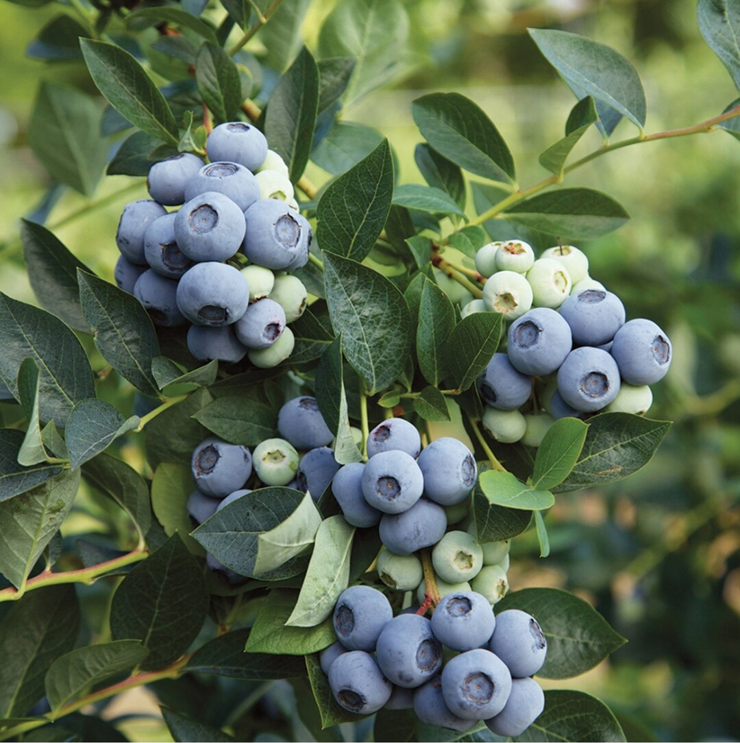 Blueberry Bush 'titanium' in 1.5L Pot - New Variety - Delicious Large ...