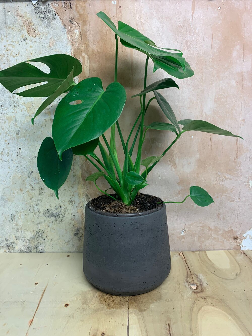 Monstera Deliciosa Cheese Plant in a 12cm Pot - Easy to Grow Indoor ...