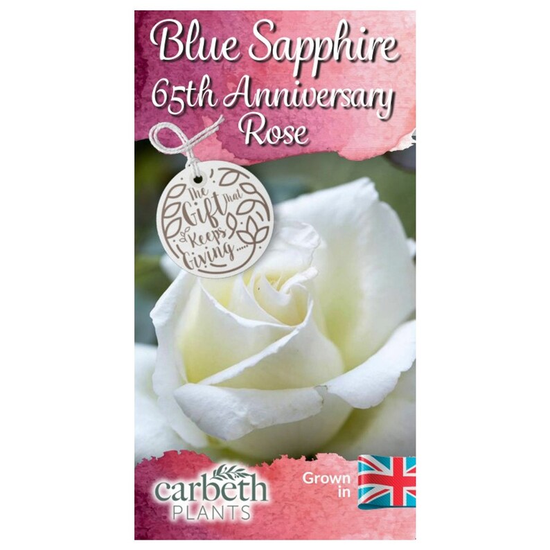 Blue Sapphire 65th Wedding Anniversary Rose Anniversary Rose - Etsy
