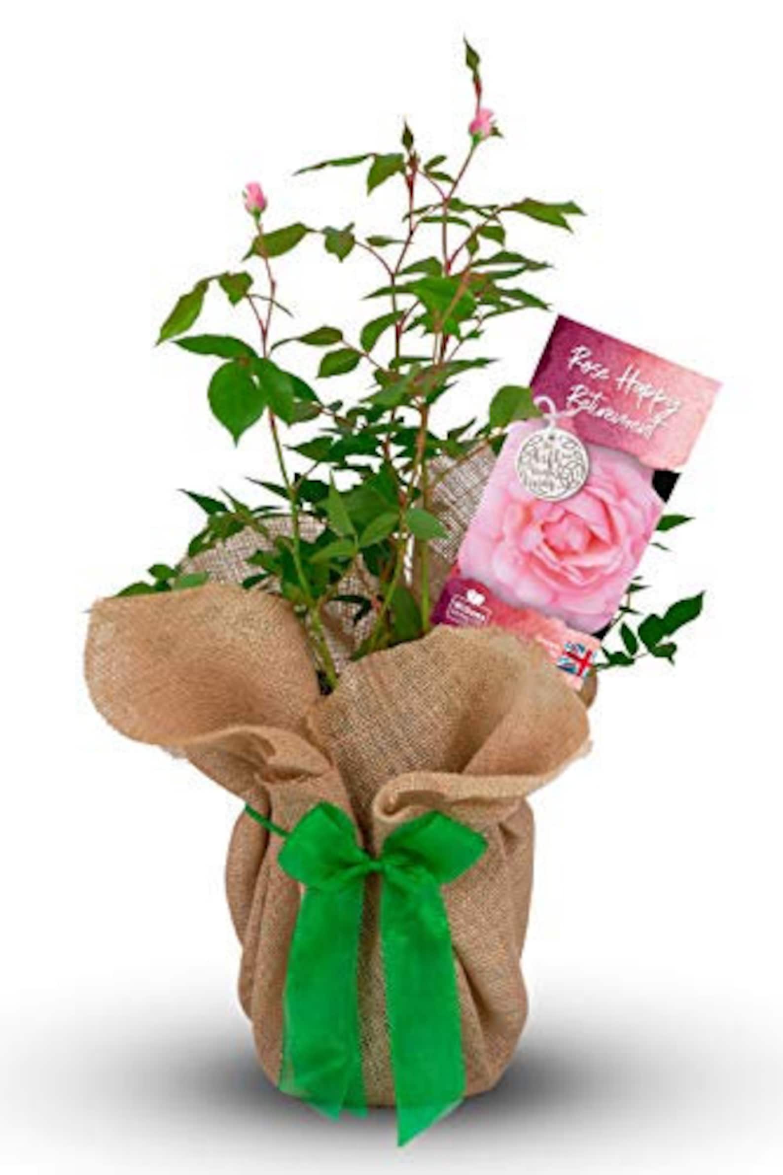 Happy Retirement Rose Bush Gift Wrapped Help A Colleague or - Etsy UK