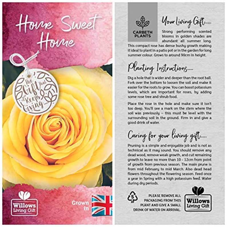 Home Sweet Home Rose Bush New Home Rose Bush Living Gift | Etsy UK