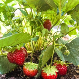 3 X Strawberry Red Gauntlet Fruit Plants - Hardy Garden Bushes in 9cm ...