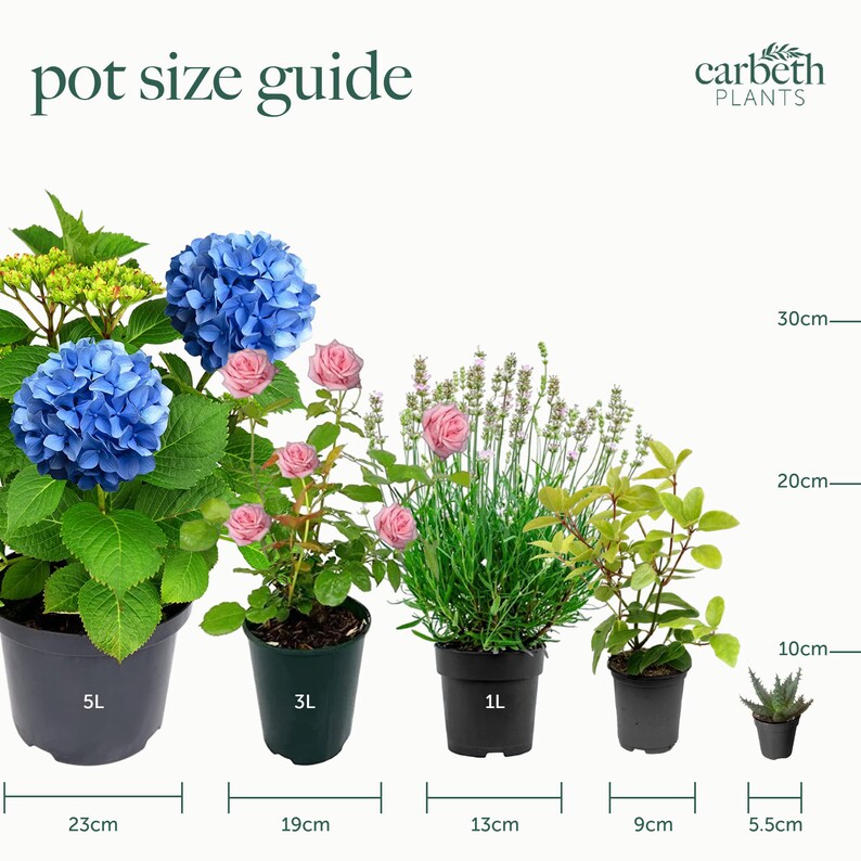 3 X Slug off Mint Plants in 9cm Pots - Aromatic Plants to Deter Slugs ...