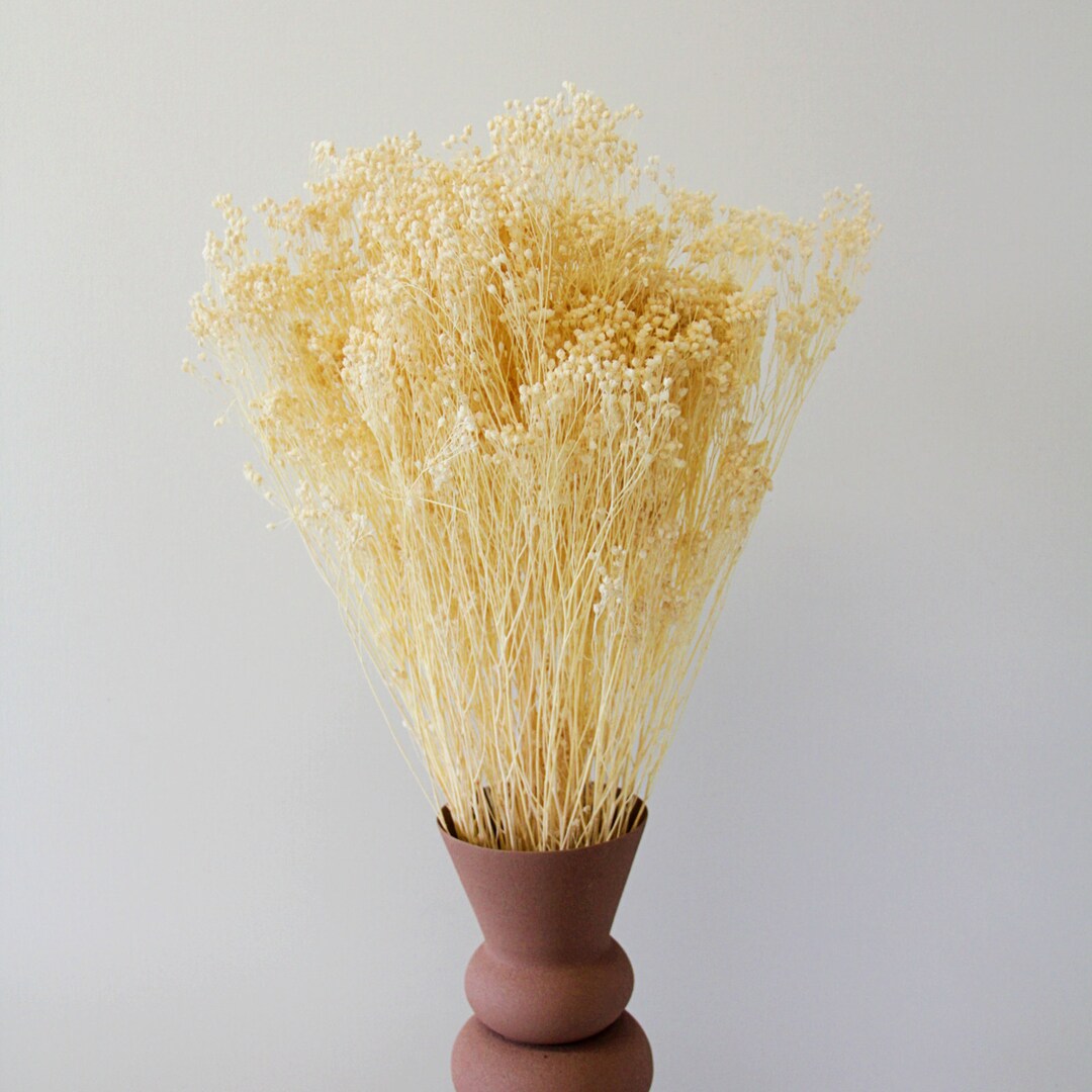White Bleached Broom Bloom Bunch 60cm in Height Dried Flowers for Home ...