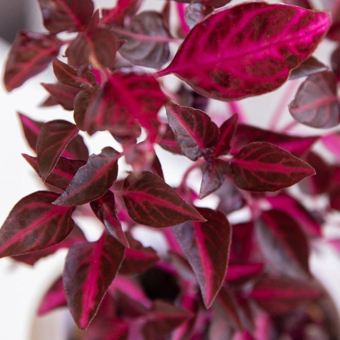 Iresine Bloodleaf Purple Mini Indoor Plant in 6cm Pot - Purple ...