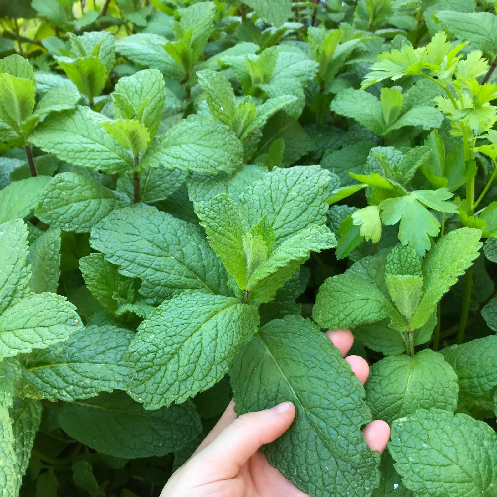 3 X Slug off Mint Plants in 9cm Pots - Aromatic Plants to Deter Slugs ...