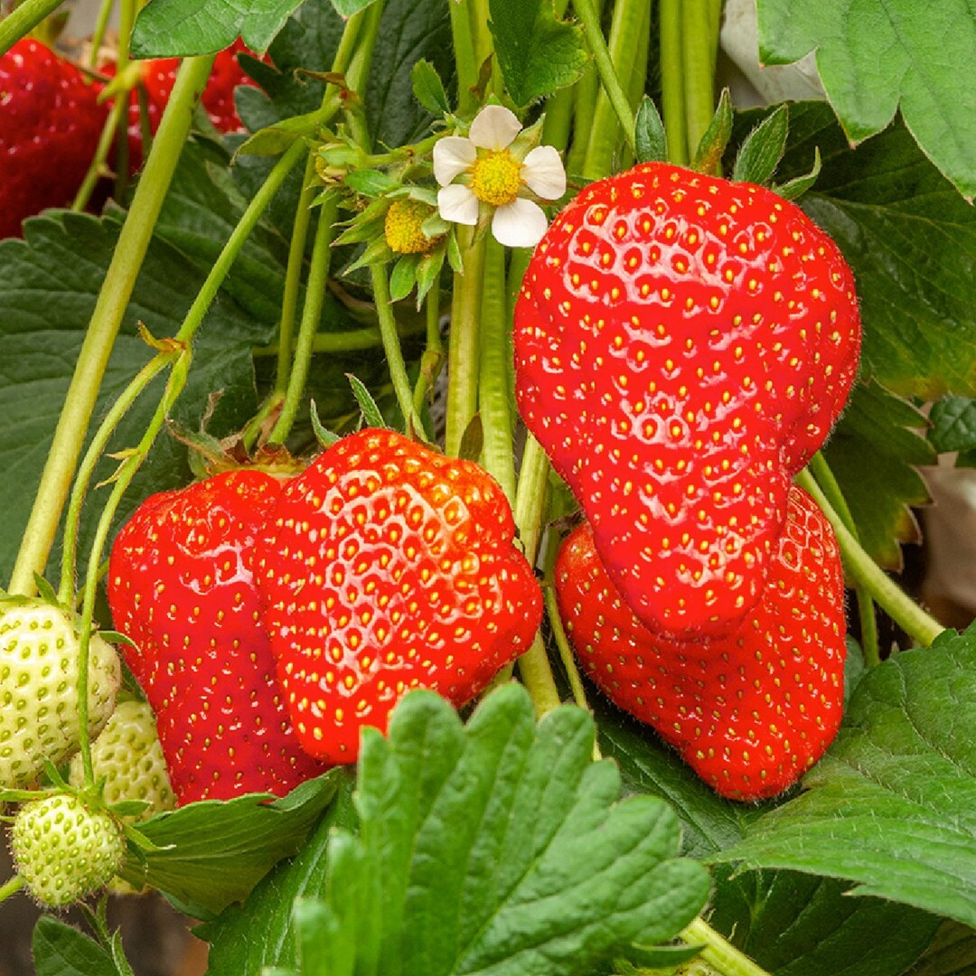 3 X Strawberry Elsanta Fruit Plants - Hardy Garden Bushes in 9cm Pots ...
