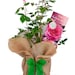 Happy Retirement Rose Bush Gift Wrapped Help A Colleague or Friend ...