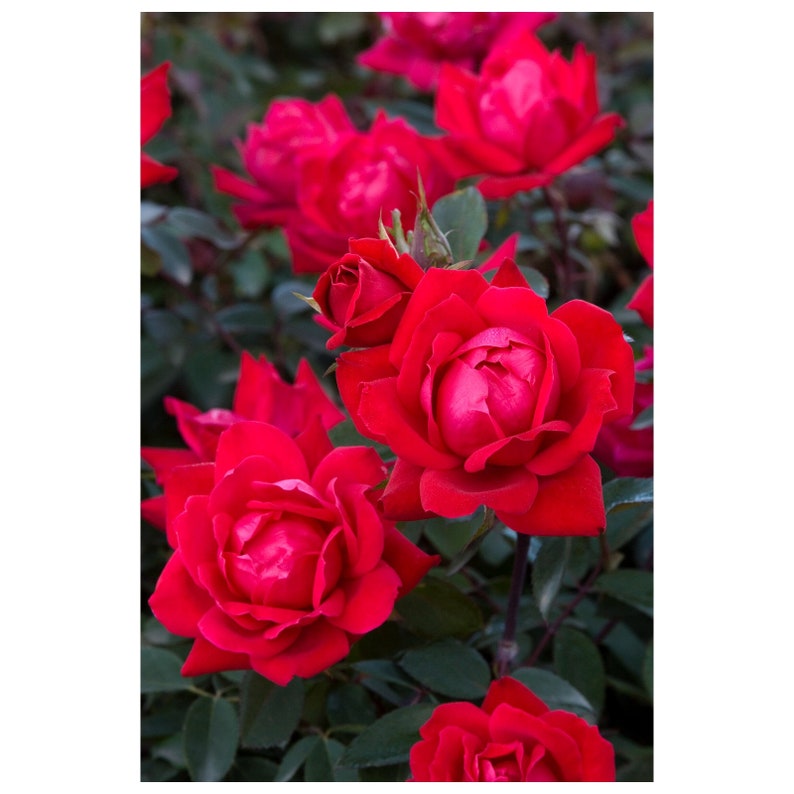 Ruby Wedding Rose Plant: 40th Anniversary Living Gift - Etsy UK